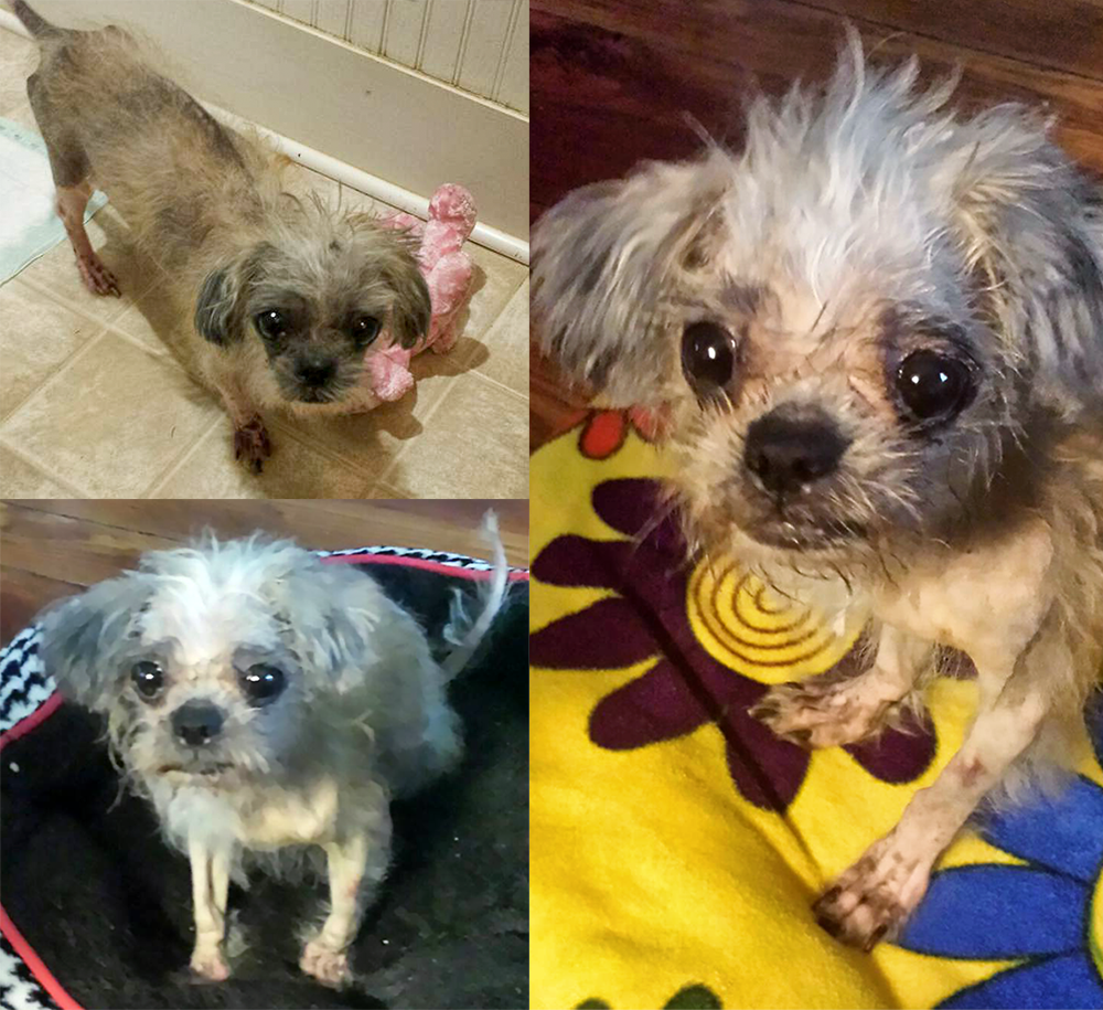Journey – Worthy Dog Rescue